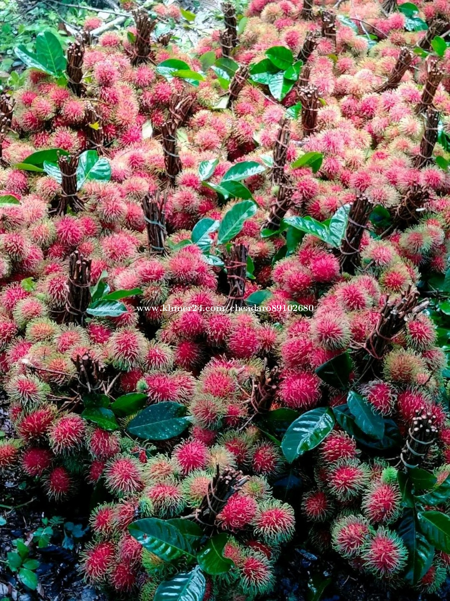 ផ្លែឈើគ្រប់មុខតាមតម្រូវការបងប្អូនចង់បាន តំលៃ $0.01 ក្នុង បន្ទាយមានជ័យ, កម្ពុជា - Chea Daro ...