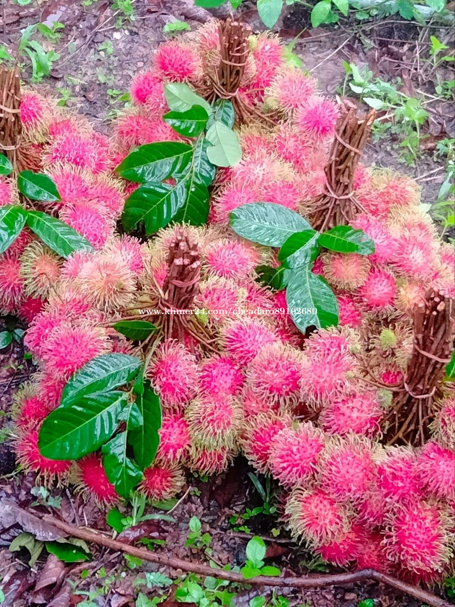 ផ្លែឈើគ្រប់មុខតាមតម្រូវការបងប្អូនចង់បាន តំលៃ $0.01 ក្នុង បន្ទាយមានជ័យ, កម្ពុជា - Chea Daro ...