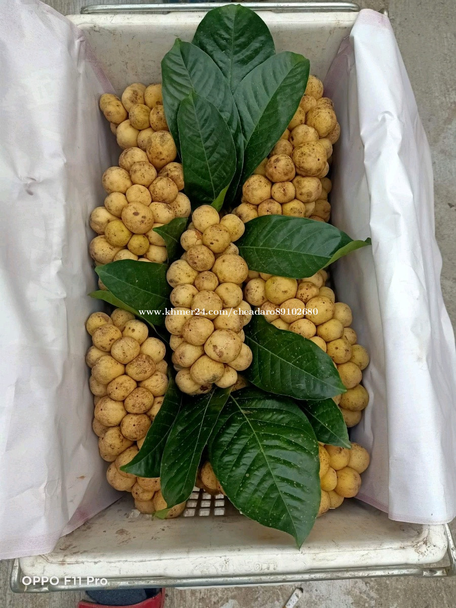 ផ្លែឈើគ្រប់មុខតាមតម្រូវការបងប្អូនចង់បាន តំលៃ $0.01 ក្នុង បន្ទាយមានជ័យ, កម្ពុជា - Chea Daro ...