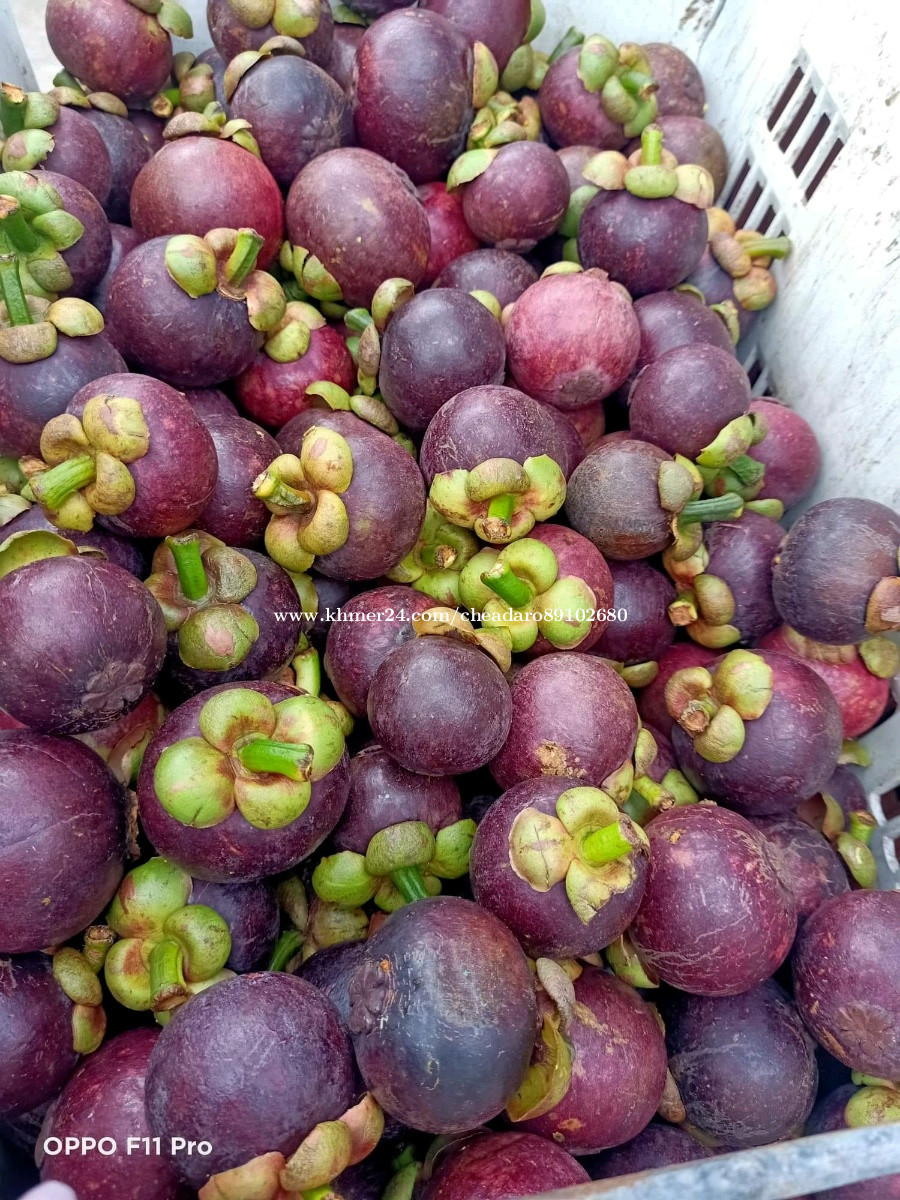 ផ្លែឈើគ្រប់មុខតាមតម្រូវការបងប្អូនចង់បាន តំលៃ $0.01 ក្នុង បន្ទាយមានជ័យ, កម្ពុជា - Chea Daro ...