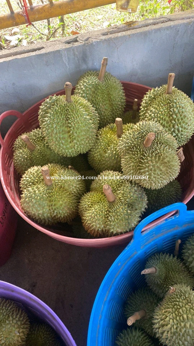 ផ្លែឈើគ្រប់មុខតាមតម្រូវការបងប្អូនចង់បាន តំលៃ $0.01 ក្នុង បន្ទាយមានជ័យ, កម្ពុជា - Chea Daro ...