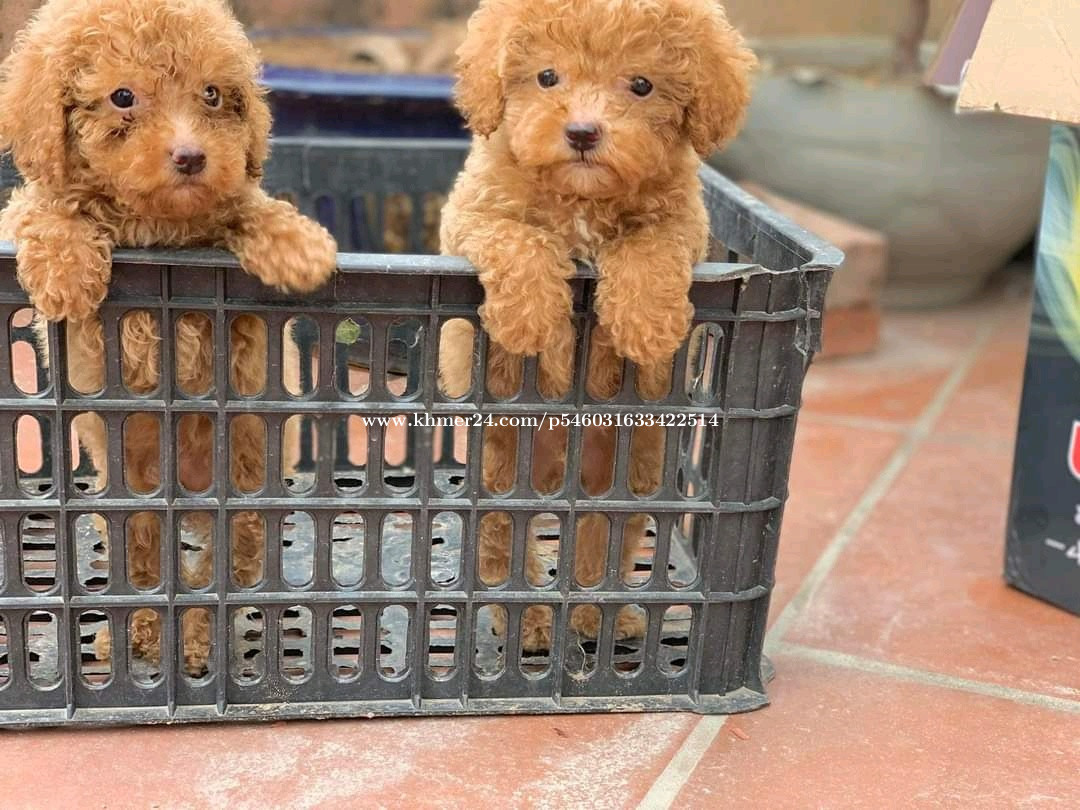 Poodle mini Price $230.00 in Phnom Penh, Cambodia - Teddy Bear Pet ...