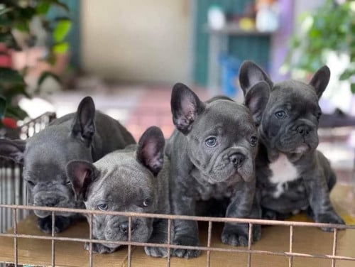 Husky Cambodia Dogs Shop - Khmer24