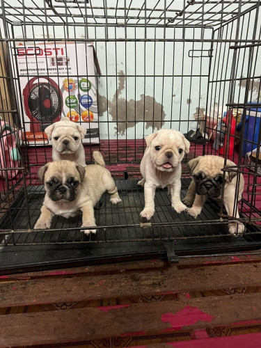 Husky Cambodia Dogs Shop - Khmer24