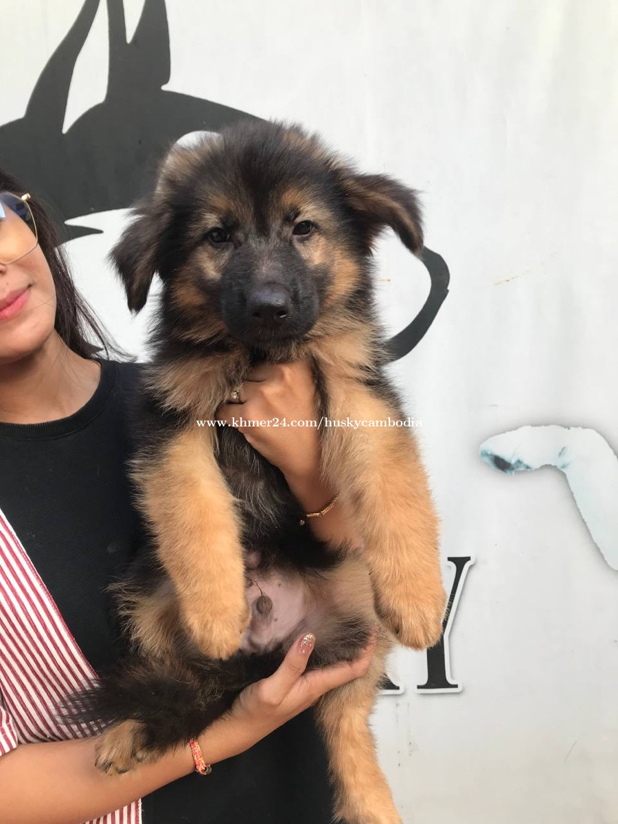 GSD male price $522.5 in Boeng Keng Kang Bei, Boeng Keng Kang, Phnom Penh, Cambodia - Husky ...