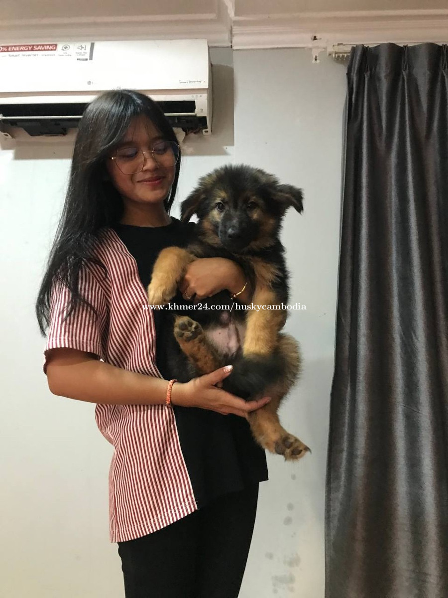 GSD male price $522.5 in Boeng Keng Kang Bei, Boeng Keng Kang, Phnom Penh, Cambodia - Husky ...