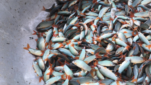Fish in Cambodia - Khmer24.com