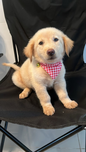 សត្វចិញ្ចឹម ក្នុង កម្ពុជា - Khmer24.com