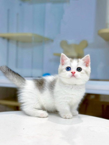 Cats in Cambodia - Khmer24.com