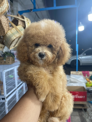 Dogs in Cambodia - Khmer24.com