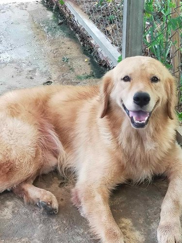 Dogs in Cambodia - Khmer24.com