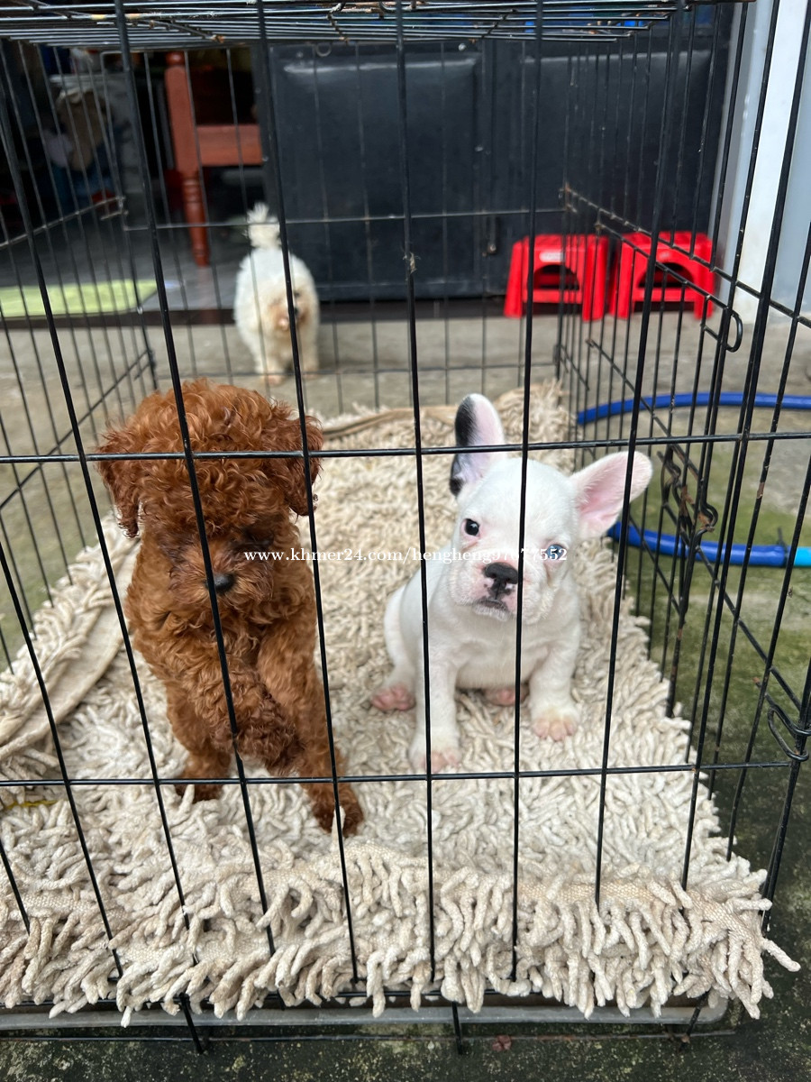 French Bulldog Eyes 2 Coler VIP 2 Month Old Good Health 😘😻 Price $350. ...