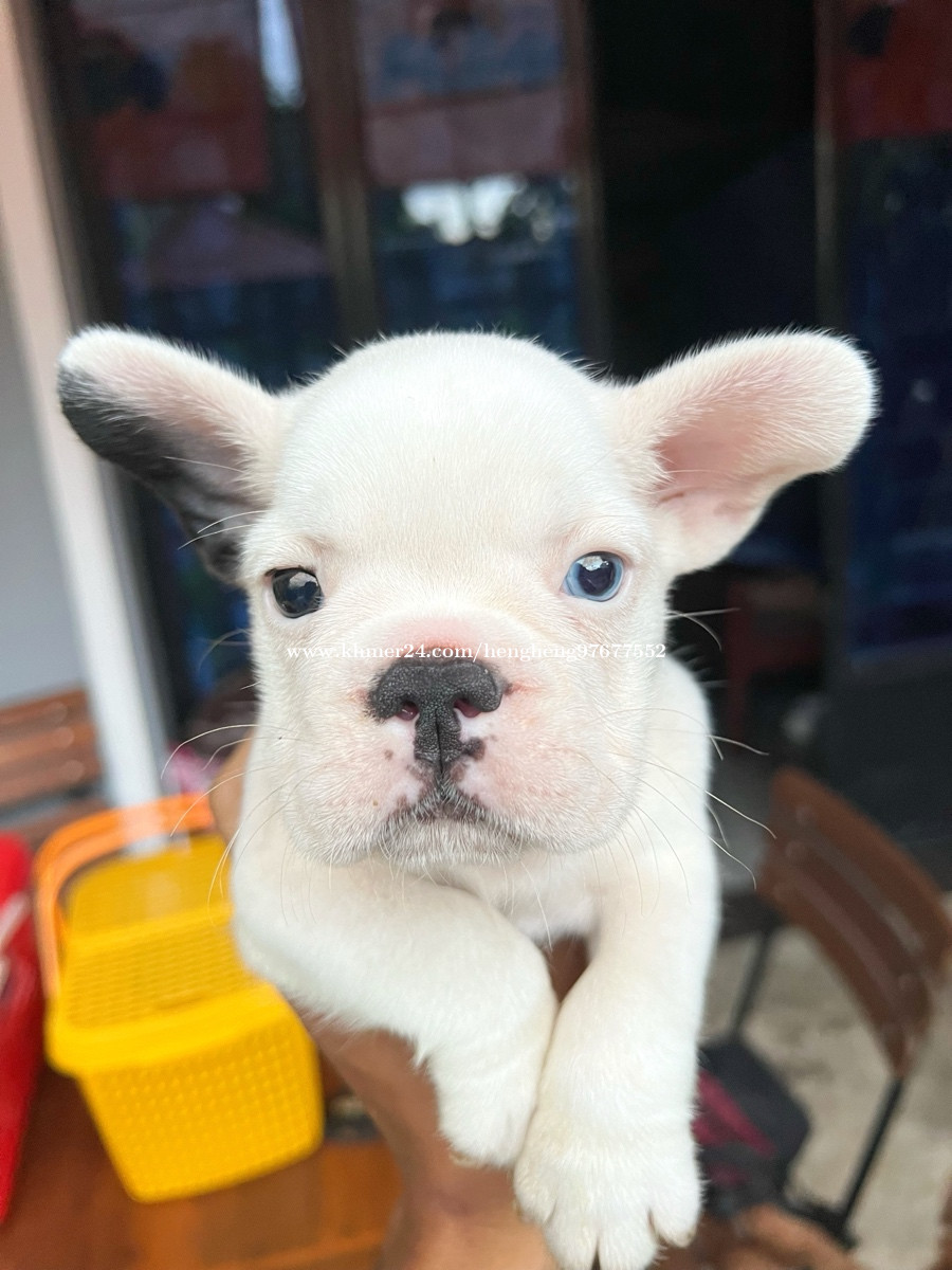 French Bulldog Eyes 2 Coler VIP 2 Month Old Good Health 😘😻 Price $350. ...
