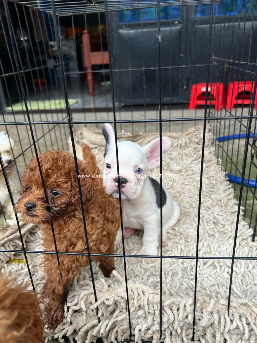 French Bulldog Eyes 2 Coler VIP 2 Month Old Good Health 😘😻 Price $350. ...