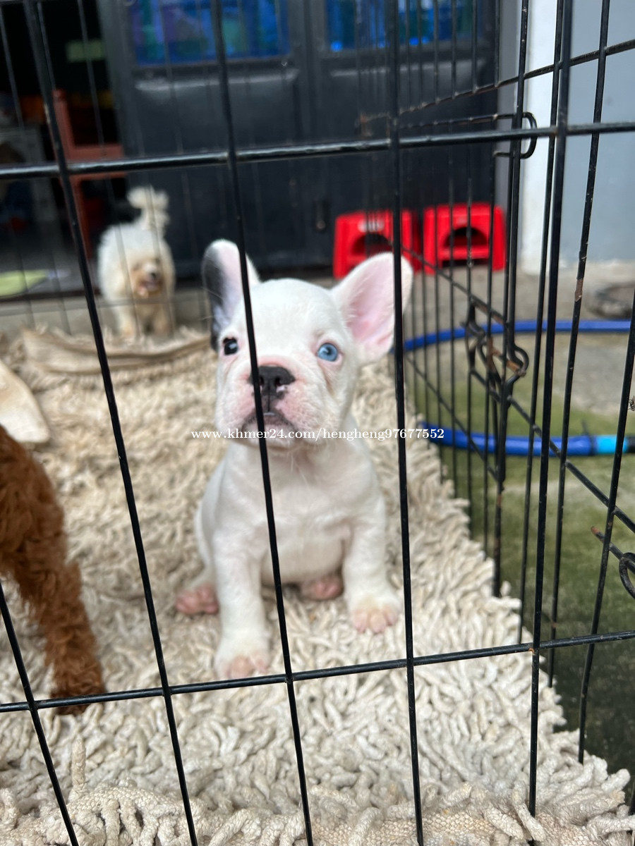 French Bulldog Eyes 2 Coler VIP 2 Month Old Good Health 😘😻 Price $350. ...