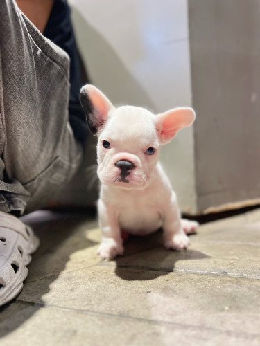 French Bulldog Eyes 2 Coler VIP 2 Month Old Good Health 😘😻 Price $350. ...