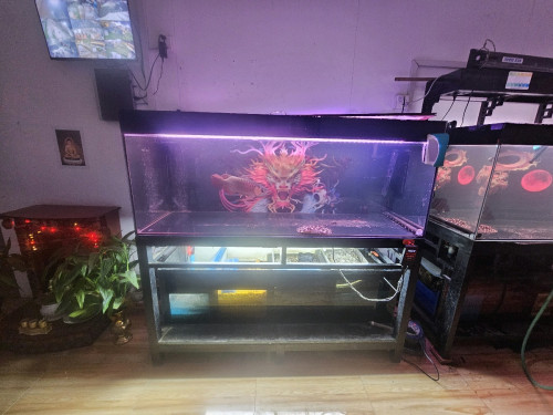 Aronawa super red + Black Diamond Fish + water tank full option តំលៃ ...