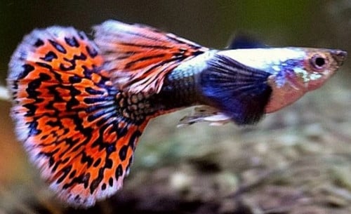 Fish in Cambodia - Khmer24.com