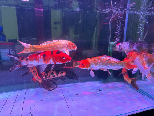 Fish in Cambodia - Khmer24.com