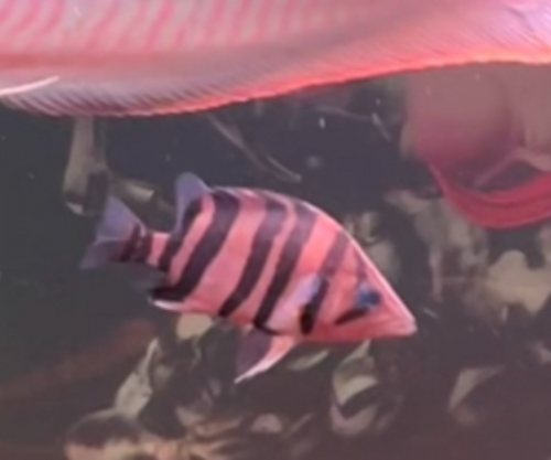 Fish in Cambodia - Khmer24.com