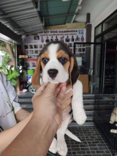 Pets in Cambodia - www.khmer24.com