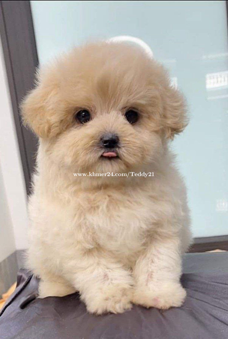 Poodle price $180.00 in Boeng Trabaek, Chamkar Mon, Phnom Penh ...