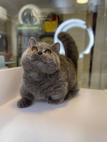 Cats in Cambodia - www.khmer24.com