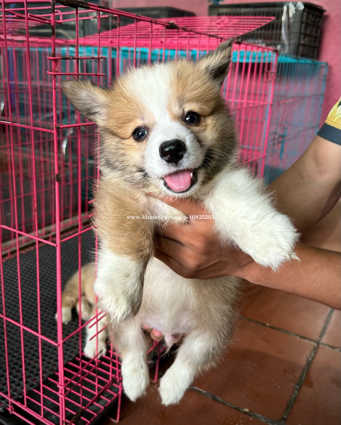 កូន Corgi grade Vip price $330.00 in Boeng Tumpun 2, Mean Chey, Phnom Penh, Cambodia - Mithora ...