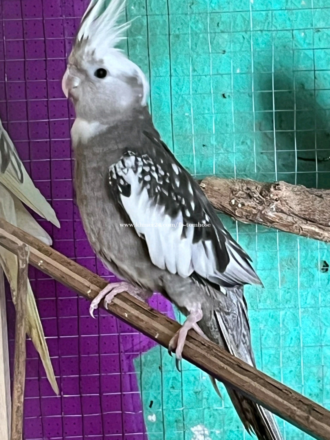 Cockatiel price $50.00 in Chaom Chau 1, Por Senchey, Phnom Penh ...