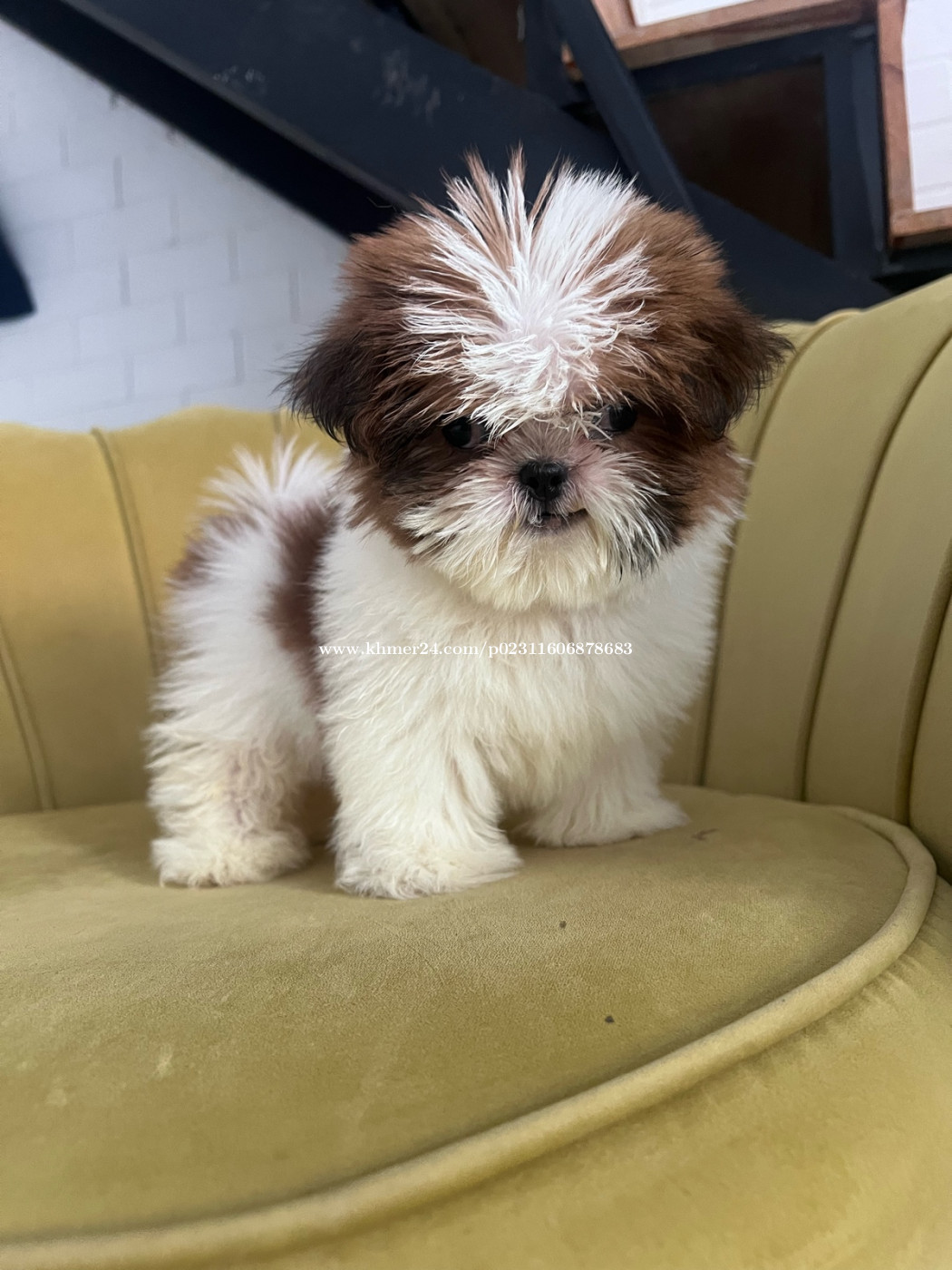 Shih Tzu Top Grade Male price $300.00 in Roka Khpos, S'ang, Kandal, Cambodia - Sophea Pet Shop ...