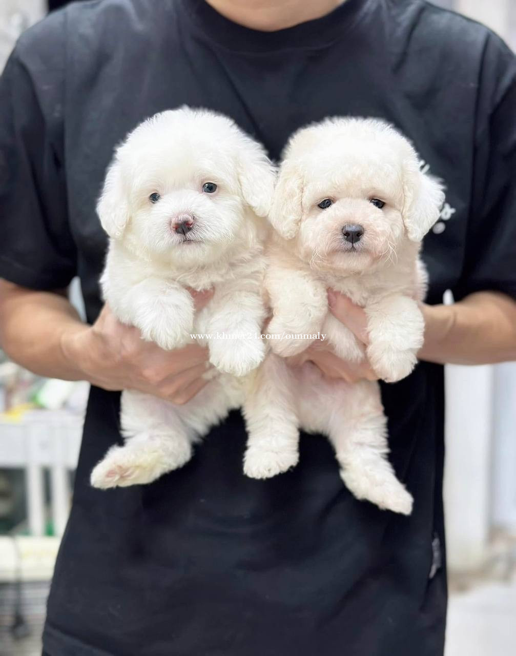 Poodle price $250.00 in Tuek Thla, Saensokh, Phnom Penh, Cambodia - Oun ...