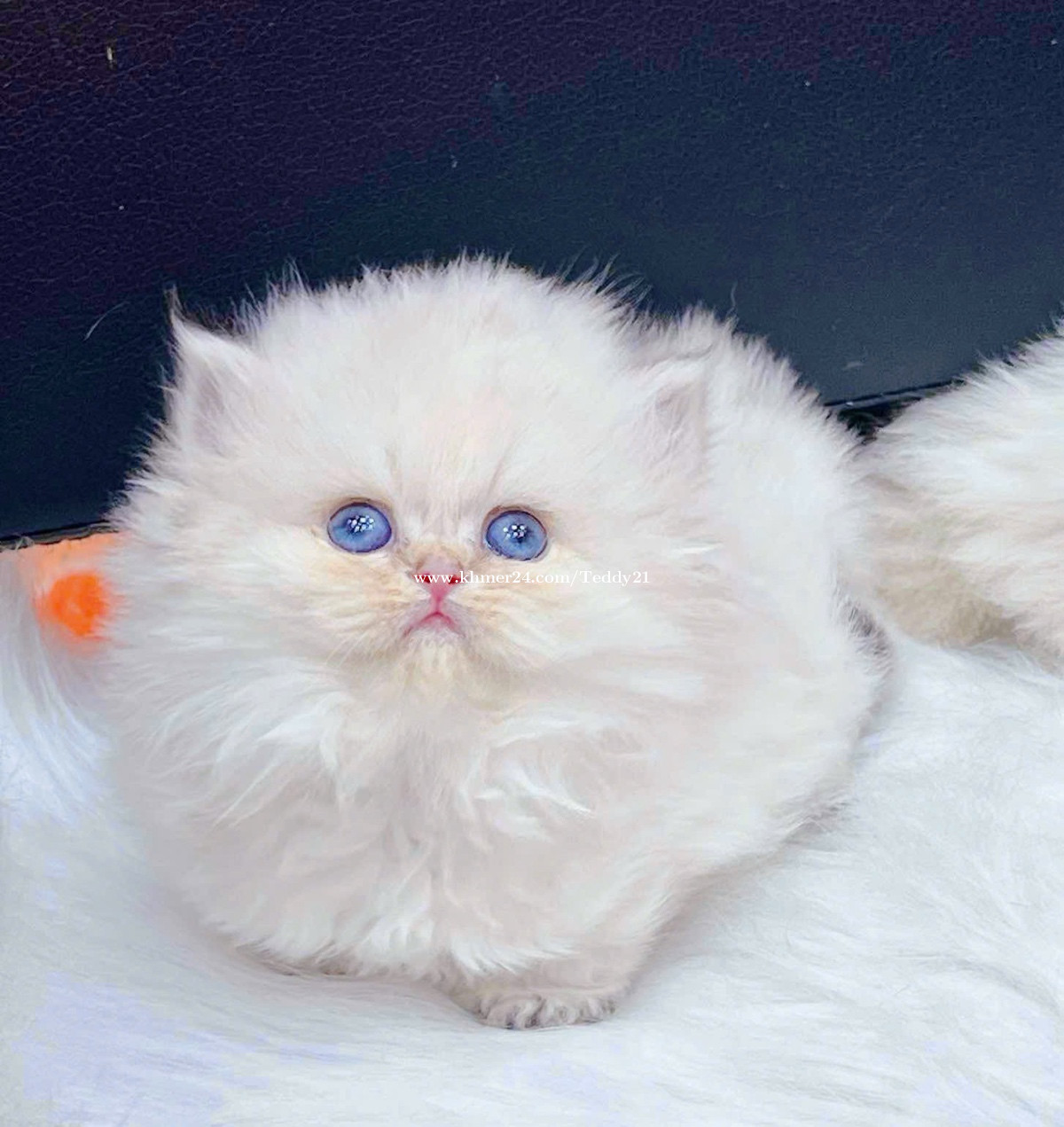 Golden point price $1200.00 in Boeng Trabaek, Chamkar Mon, Phnom Penh ...