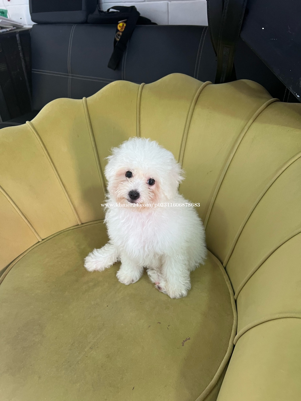 Poodle M1 price $190.00 in Roka Khpos, S'ang, Kandal, Cambodia - Sophea ...