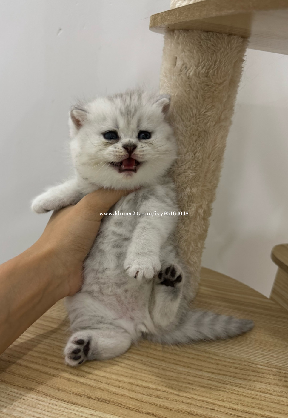British shorthair Golden Silver price $400 in Preaek Kampis, Dangkao ...
