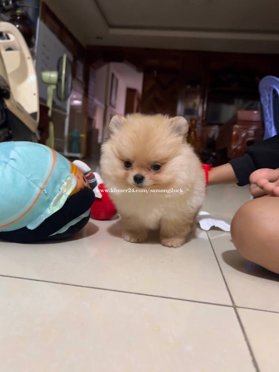 Sell Mni Poom price $280.00 in Dangkao, Dangkao, Phnom Penh, Cambodia - Mr. Sam | Khmer24.com