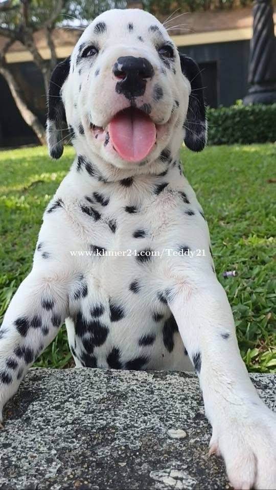 Chat telegram for detail price $500.00 in Boeng Trabaek, Chamkar Mon ...