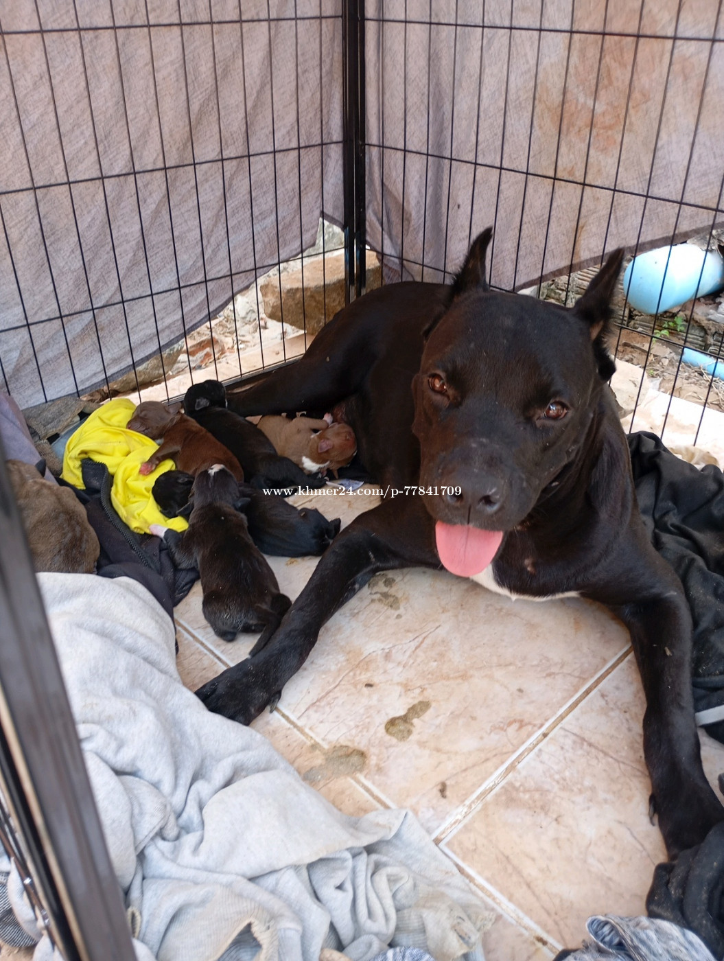 APBT price $400.00 in Svay Chek, Angkor Thum, Siem Reap, Cambodia ...