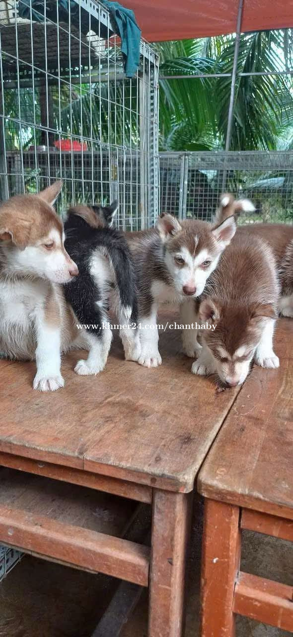 Husky price $350.00 in Roka Khpos, S'ang, Kandal, Cambodia - By Chantha | Khmer24.com