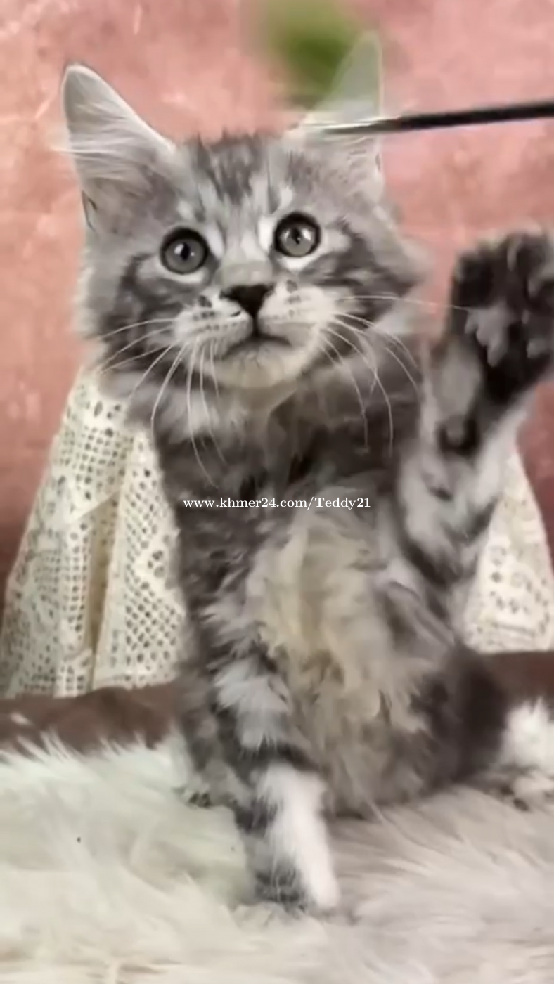 Maincoon boy price $1200.00 in Boeng Trabaek, Chamkar Mon, Phnom Penh, Cambodia - Teddy Cattery ...