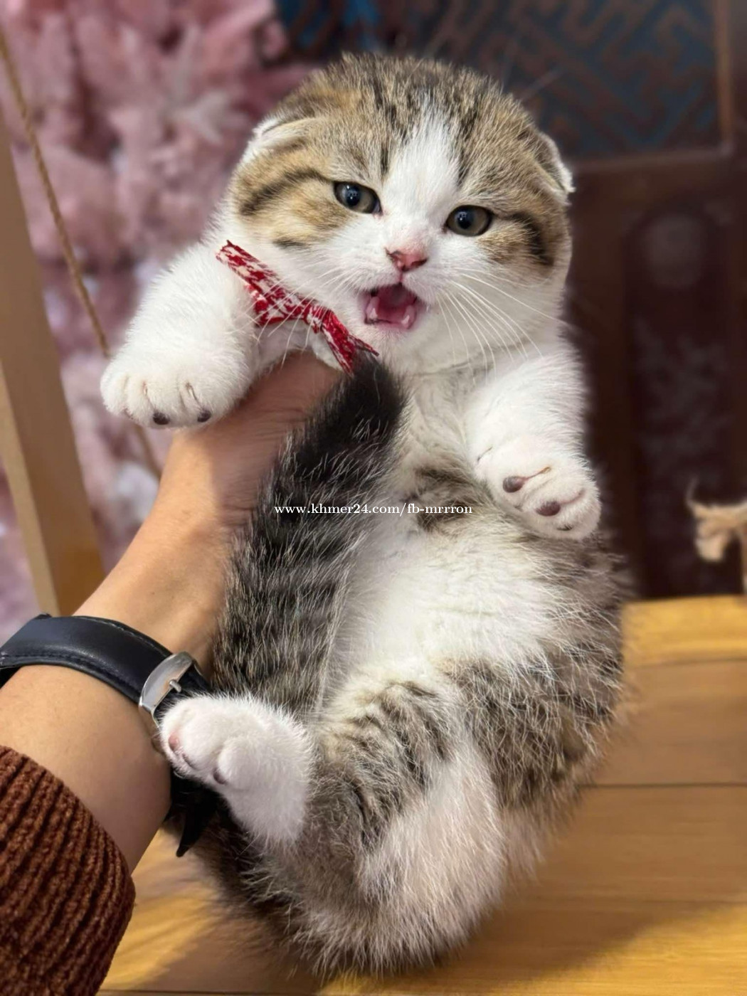 Scottish fold Short leg price $800.00 in Tuol Tumpung Muoy, Chamkar Mon ...