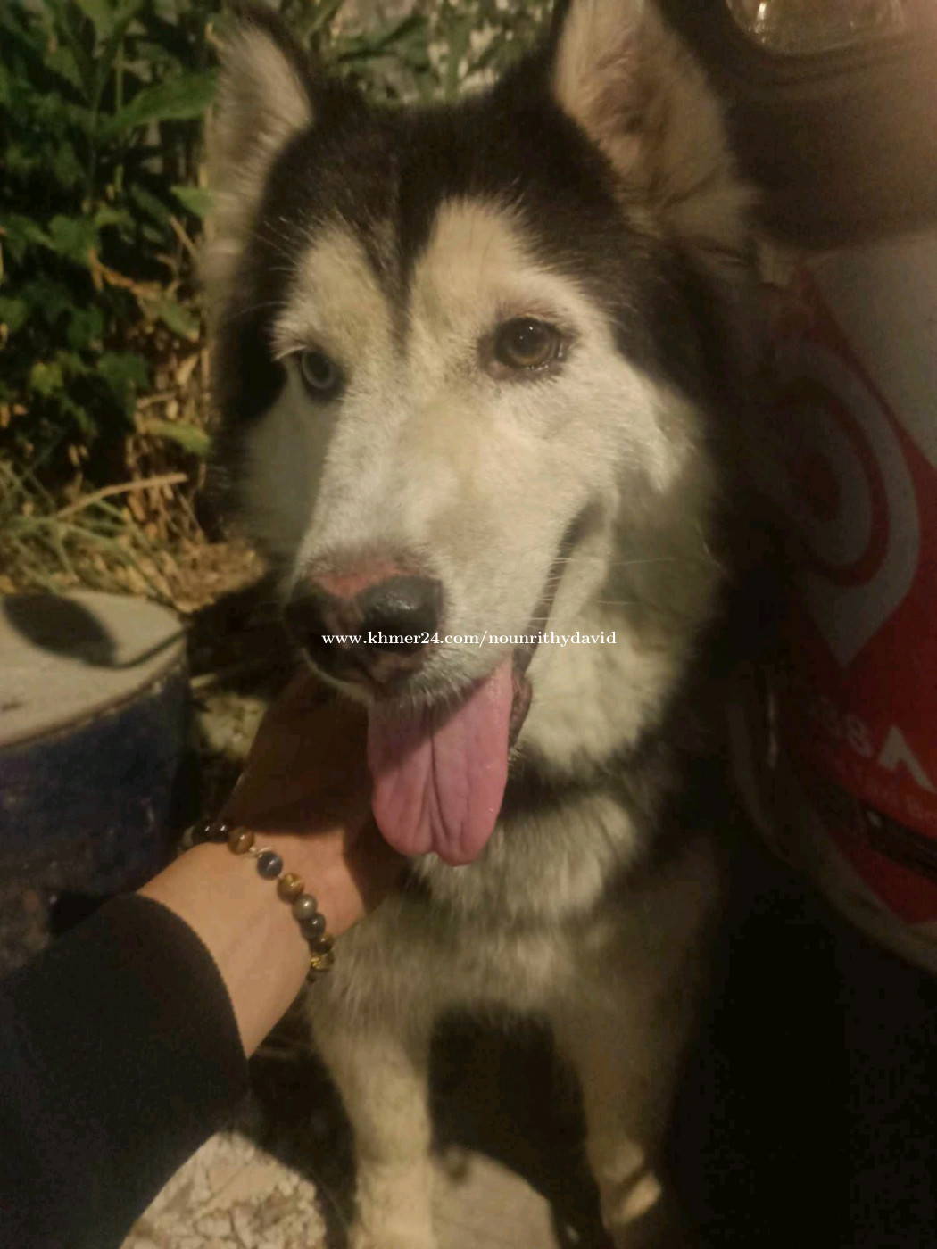 Husky Eye 2color price $130.00 in Ruessei Kaev, Ruessei Kaev, Phnom Penh, Cambodia - Hurt hurt ...