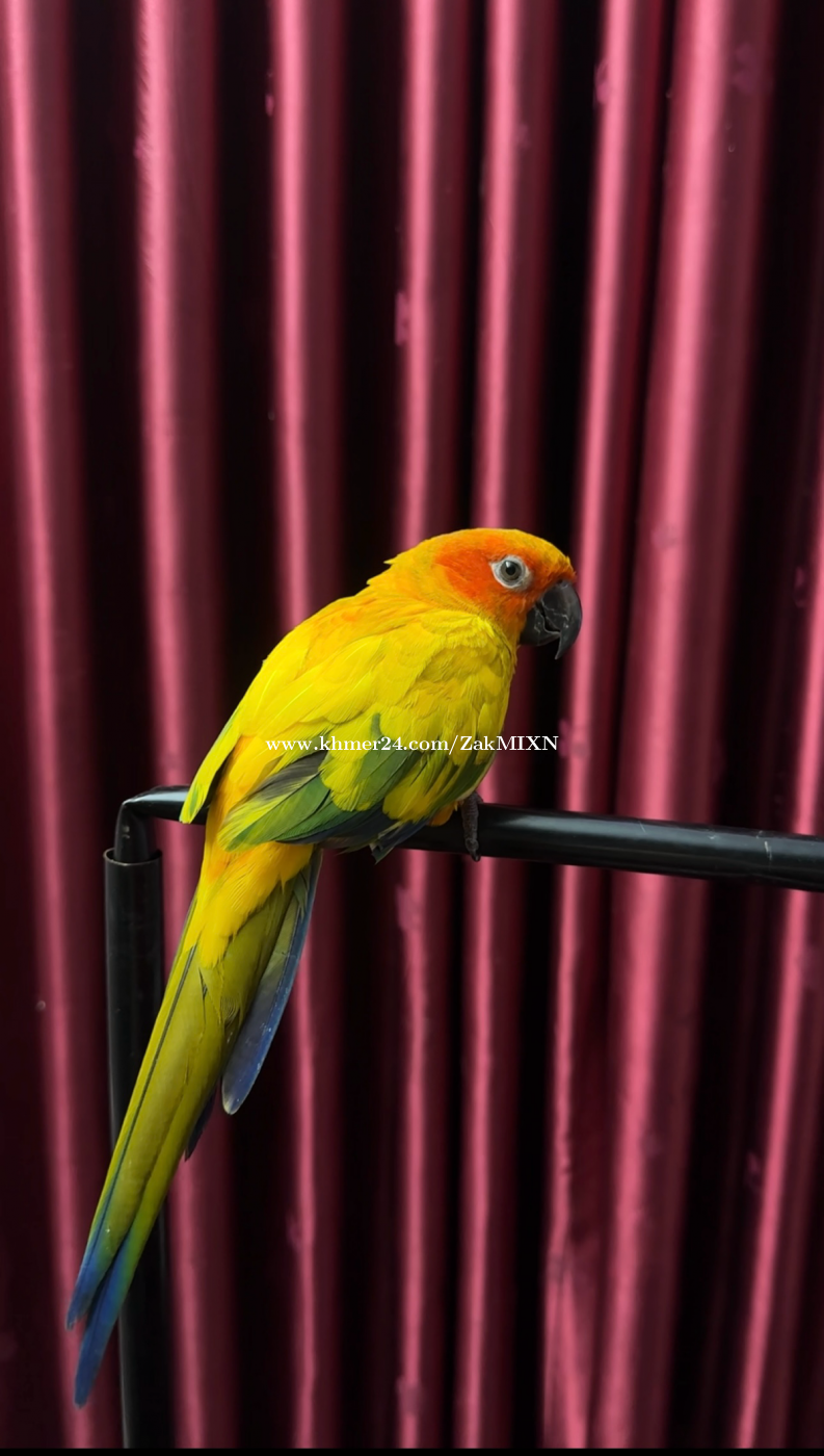 Sun conure price $199.00 in Boeng Keng Kang Muoy, Boeng Keng Kang ...