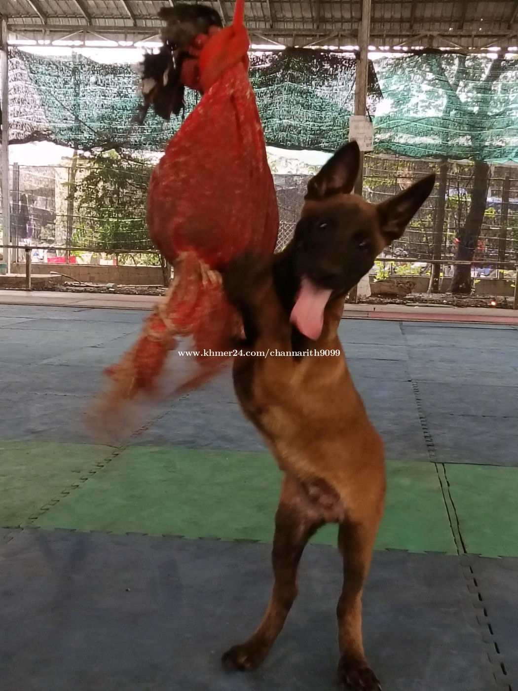 មានកូនឆ្កែសំរាប់លក់ price $250.00 in Chrouy Changva, Chrouy Changva, Phnom Penh, Cambodia - Chan ...