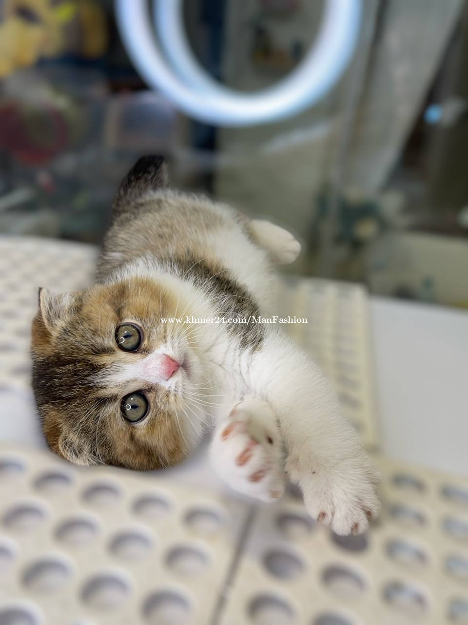 In STOCK 🐣🐯 កន្ទុយខ្លី 😻Scottish fold, bi Golden ( short tail 🍬🌸 1 time ...