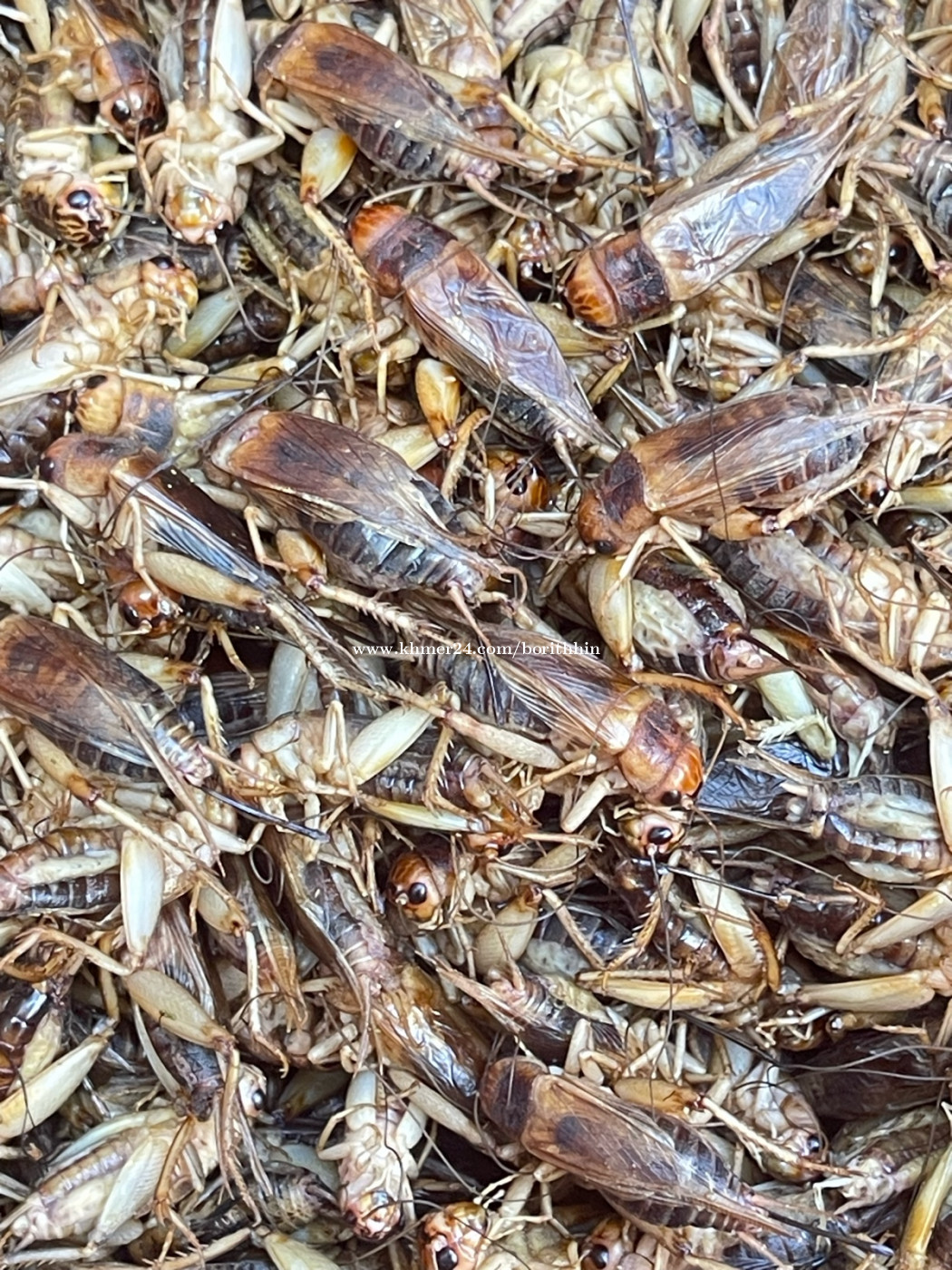 មាន លក់ ចង្រិត ចិញ្ចឹម បែប ធម្មជាតិ 087485522 ;0884370426 price $4.00 in Ro'ang, Kampong Siem ...