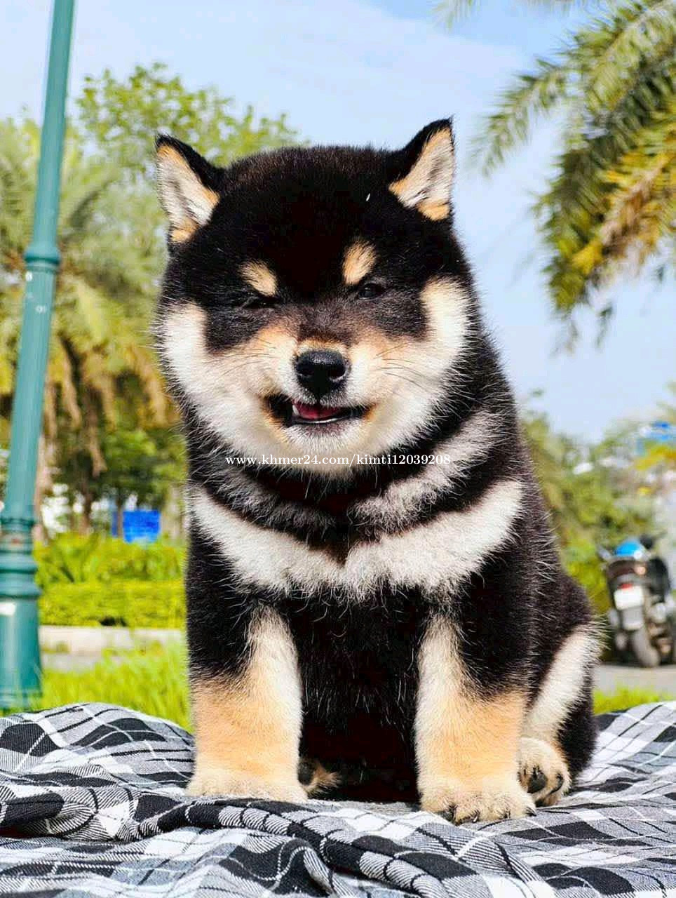 Shiba innu price $980.00 in Tuek Thla, Saensokh, Phnom Penh, Cambodia ...