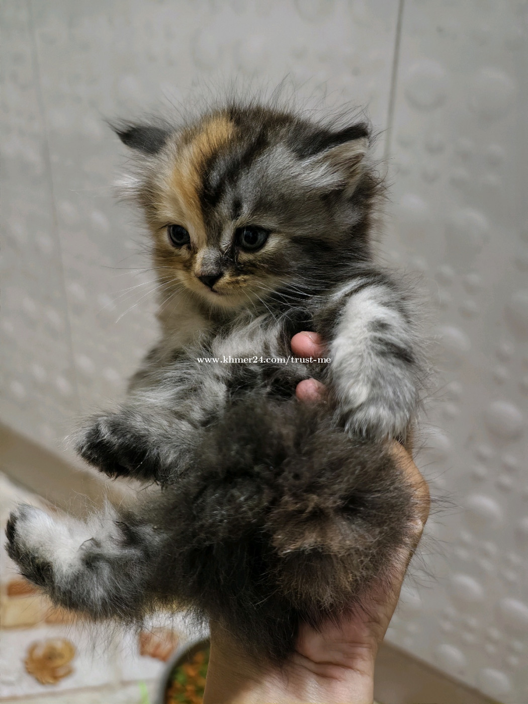 Persian cat Shot face price $120.00 in Chaom Chau 2, Por Senchey, Phnom ...