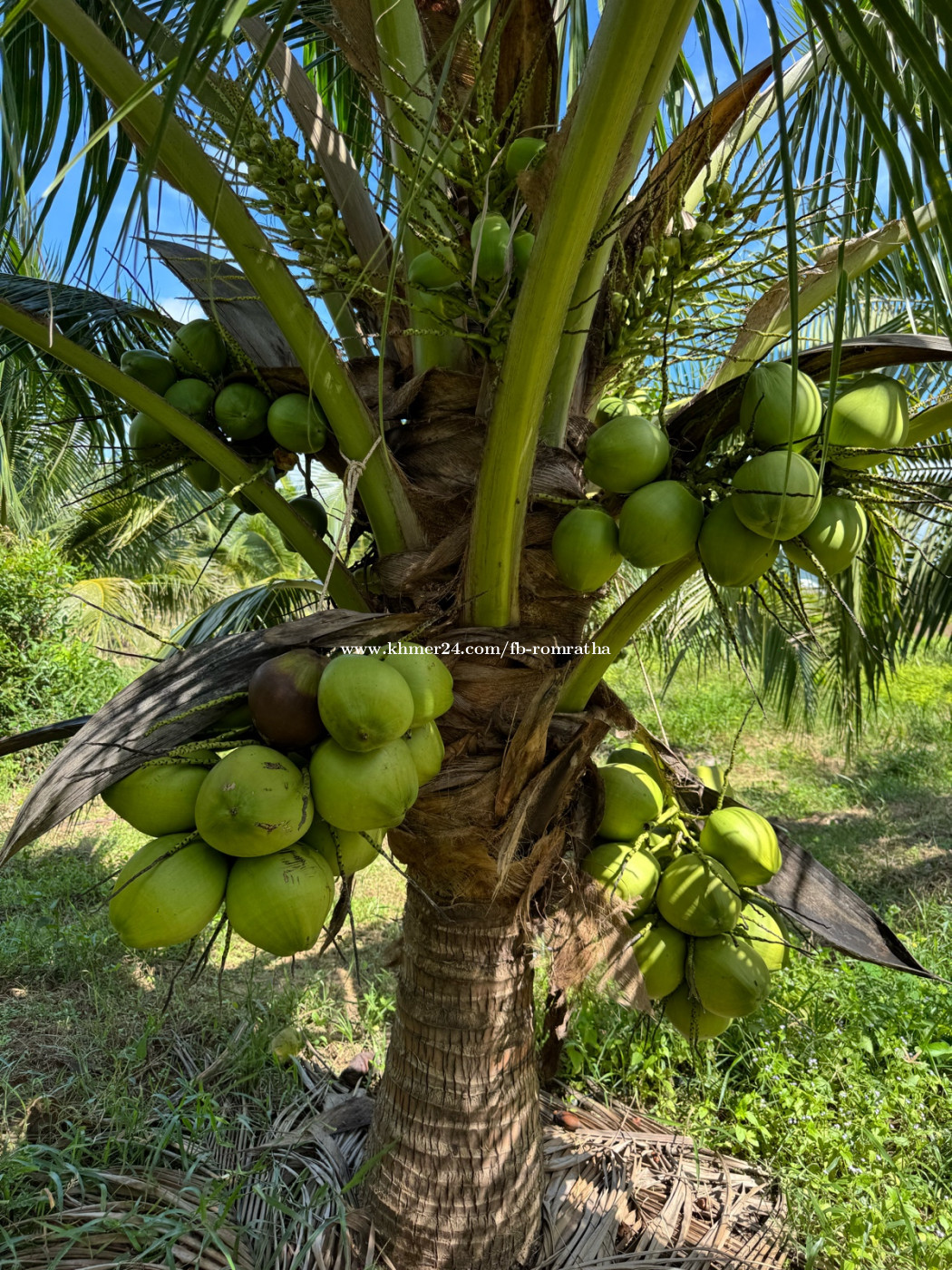 ចំការដូងក្រអូបជើងភ្នំ ជាង៥ហិចតា ខេត្តកំពត price $4.00 in Trapeang Plang, Chhuk, Kampot, Cambodia ...