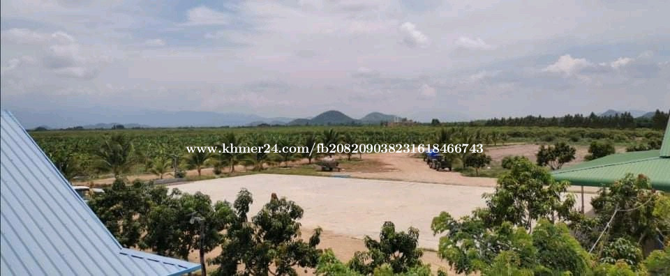 ចំការ ស្វាយចន្ទី 800 ហិចតា លក់ price $3.00 in Krang Skear, Tuek Phos ...