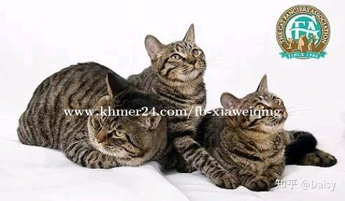 Chinese Drgon Li price $270 in Ruessei Kaev, Ruessei Kaev, Phnom Penh, Cambodia - Mark | Khmer24.com